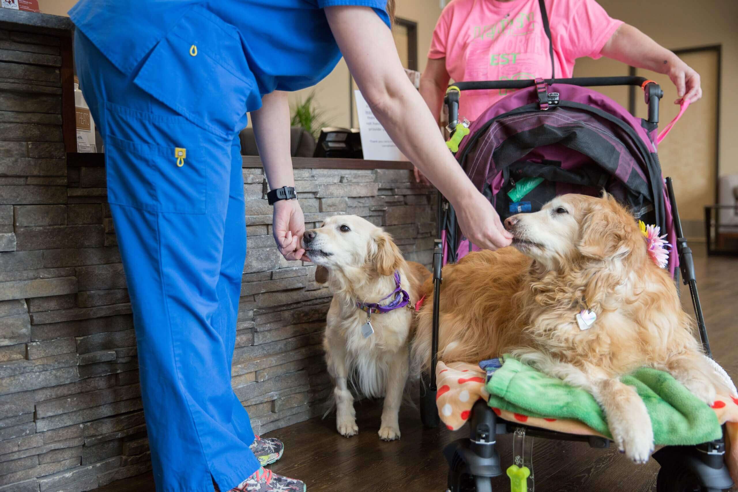 What Are the Benefits of Daily Exercise for Pets? - VMC of the Woodlands